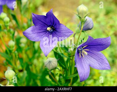 A purple balloon flower, also known as a Chinese bellflower, grows in ...