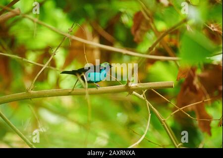 Paradise tanager (Tangara chilensis) sitting on a branch, Bavaria ...
