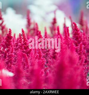 Red shining heather, close-up Stock Photo - Alamy
