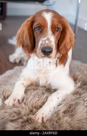 Red Irish setter laying down in a wooden studio Stock Photo - Alamy