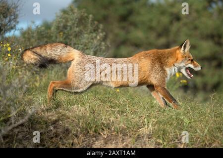 Fox is roaming the landscape Stock Photo - Alamy