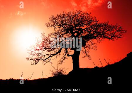 sunset scene with orange sky and tree foreground Stock Photo - Alamy