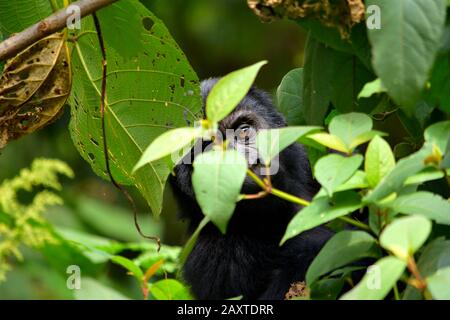 Closeup of a mountain gorilla cub eating foliage in the Bwindi ...