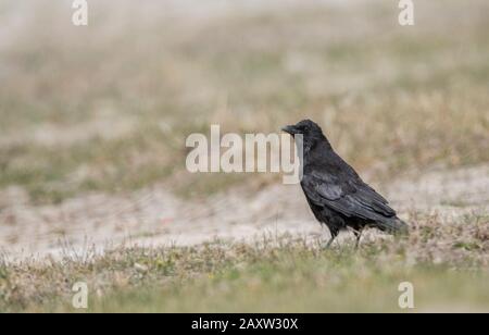 Common Raven Corvus corax also known as the Northern Raven in Masada ...