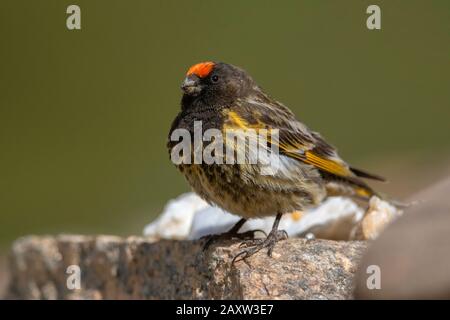 Red-fronted Serin or fire-fronted serin, Serinus pusillus Male, Ladakh ...