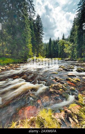 The primeval forest with the creek Stock Photo - Alamy