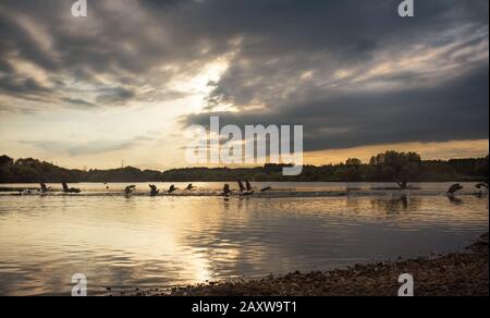 Dramatic/amazing lake with reflection and flying ducks at the sunset ...