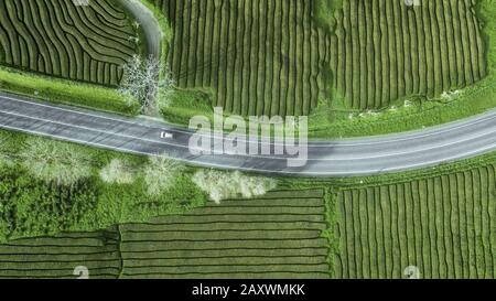 Tea plantation in Europe, Sao Miguel island, Azores, camelia sinensis ...