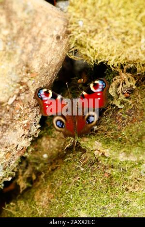 pile of beautiful butterfly in nature Stock Photo - Alamy