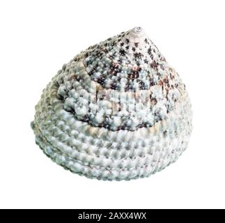 dried empty shell of slit snail cutout on white background Stock Photo ...