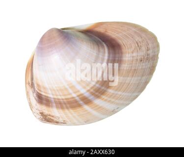 dried striped brown shell of clam cutout on white background Stock ...