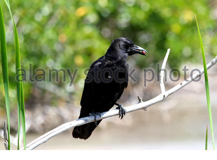 Raven sitting on a branch Stock Photo - Alamy