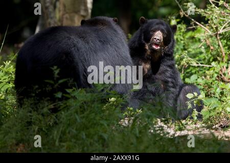 SPECTACLED BEAR tremarctos ornatus, ADULTS STANDING ON HIND LEGS, FIGHT ...