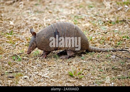 Nine-banded Armadillo ( Dasypus novemcinctus ) standing up and Stock ...