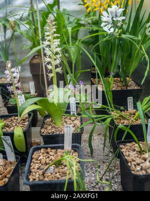 Various plants in black pots stand in long rows on counter in ...