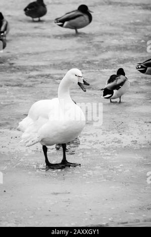 Whooper Swan (Cygnus cygnus), Mallard Duck (Anas platyrhynchos) and ...