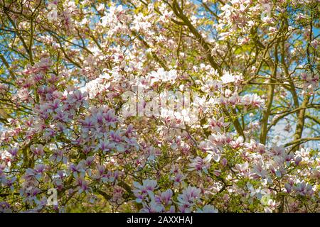 Magnolia tree in autumn bloom Stock Photo - Alamy