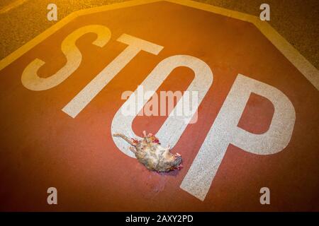 A run over rat on a painted stop sign on the street Stock Photo - Alamy