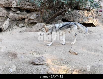 The rare endangered species Mexican Gray Wolf, native to Mexico and ...