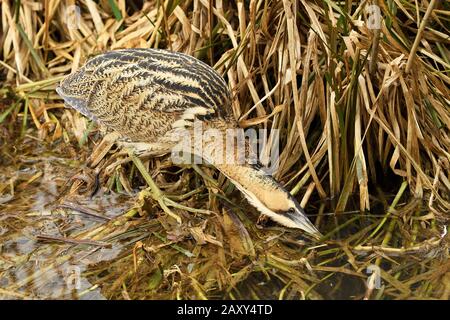 Eurasian bittern (Botaurus stellaris) foraging Winter, Lake Duemmer ...