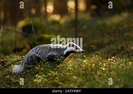 European badger (Meles meles), running in a meadow, Czech Republic ...