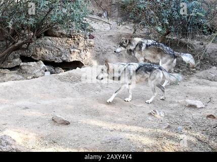 The rare endangered species Mexican Gray Wolf, native to Mexico and ...