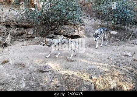 The rare endangered species Mexican Gray Wolf, native to Mexico and ...
