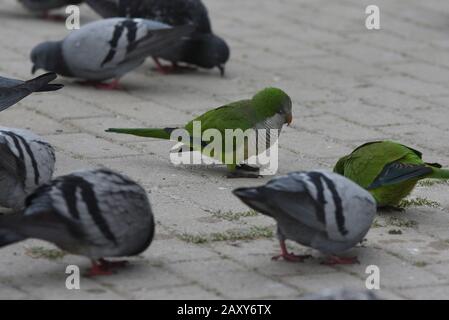 Madrid, Spain. 12th Feb, 2020. Pigeons and monk parakeets seen at ...