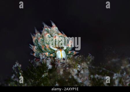 Leaf Sheep Nudibranch (Costasiella Kuroshimae) Adorable Sea Slug Eats ...
