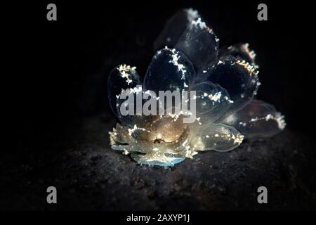 Butterfly Slug (Cyerce sp.). Underwater macro photography from Tulamben ...