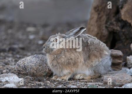 Tibetan Hare, woolly hare , Lepus oiostolus, Jammu and Kashmir, India ...