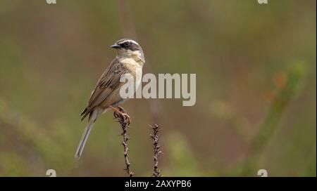 Brown Accentor, Prunella fulvescens, Ladakh, Jammu and Kashmir, India ...