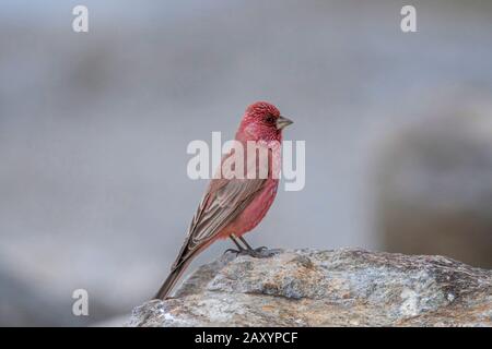 Great Rosefinch Male, Carpodacus rubicilla, Ladakh, India Stock Photo ...