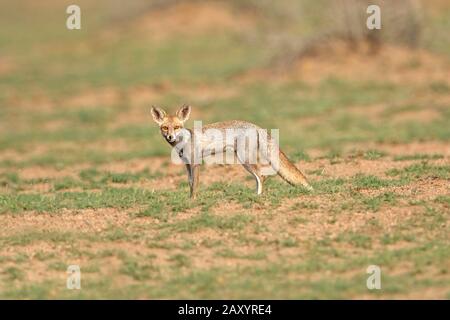 White footed fox or desert fox face in isolated black background at ...