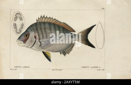 Sargus (Sargue) from Histoire naturelle des poissons (Natural History ...