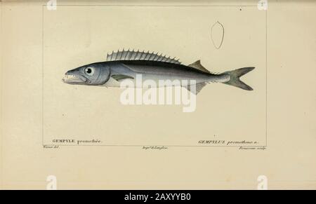 Gempylus from Histoire naturelle des poissons (Natural History of Fish ...