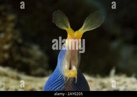 Ghost Moray, Gymnothorax Phasmatodes Stock Photo - Alamy