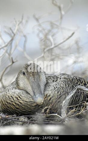 Common Eider - Eiderente - Somateria mollissima ssp. mollissima ...
