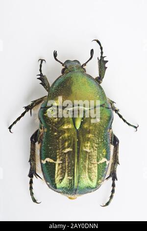 beetle, rose beetle, scarab beetle, rose chafer, beetles, rose beetles ...