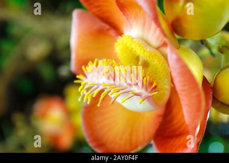Cannonball tree, Nagalinga tree, cannon ball tree, Naga Linga Tree ...