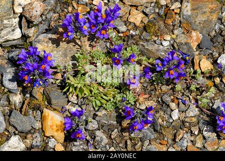 Alpine toadflax, Linaria alpina ssp. alpina, in flower on high altitude ...