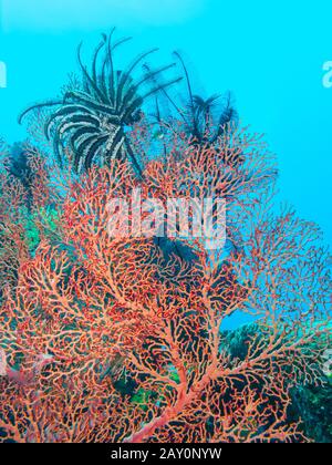 Polyps of Coral Bali Indian Ocean Indonesia Stock Photo - Alamy