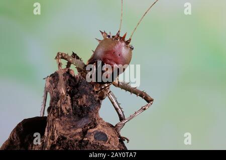 Dragon headed Katydid Stock Photo - Alamy