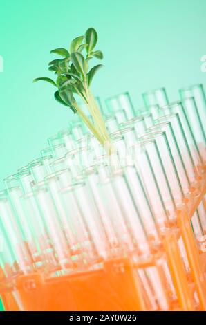 Lab tests with green seedlings Stock Photo - Alamy