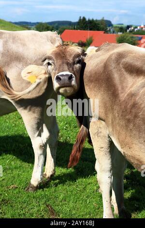 Cow head between two cow bottoms Stock Photo - Alamy