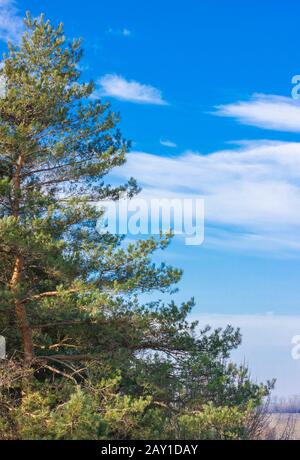 Winter pine tree sunny background. Close-up photo. Branches covered ...