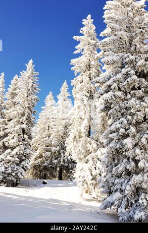 A forest of evergreen trees cover in a heavy layer of new fallen snow ...