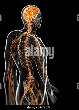 Nervous system, illustration Stock Photo - Alamy
