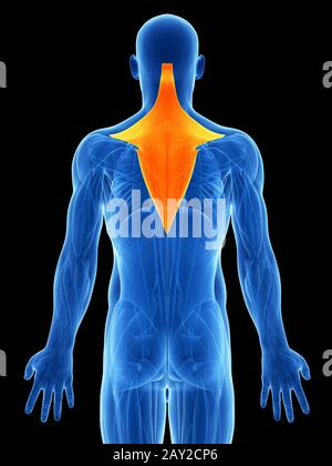 Medical Illustration of Trapezius Stock Photo - Alamy