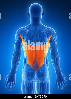 3d rendered illustration of the latissimus dorsi muscle Stock Photo - Alamy